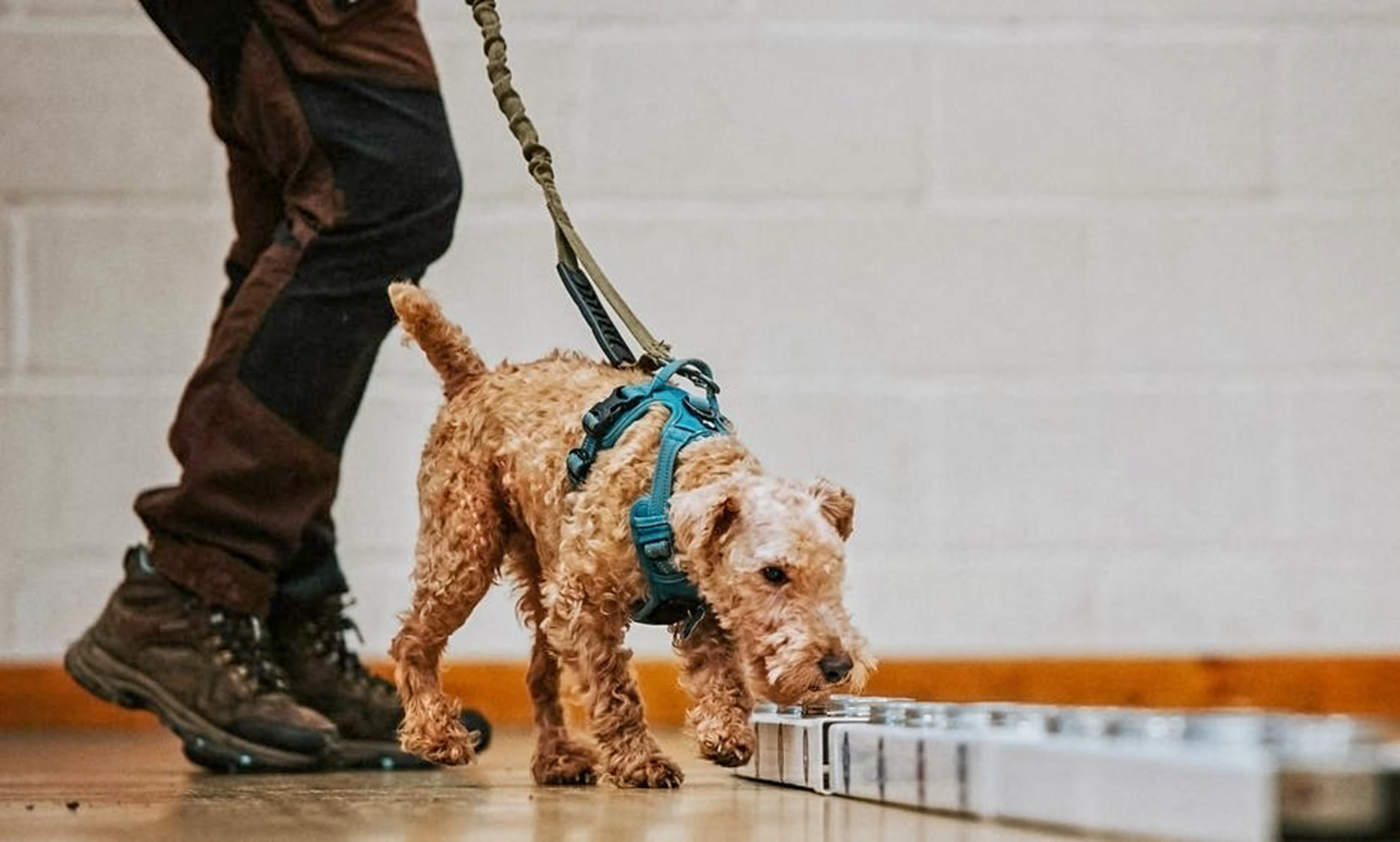 Sniff Scent Work Magazine