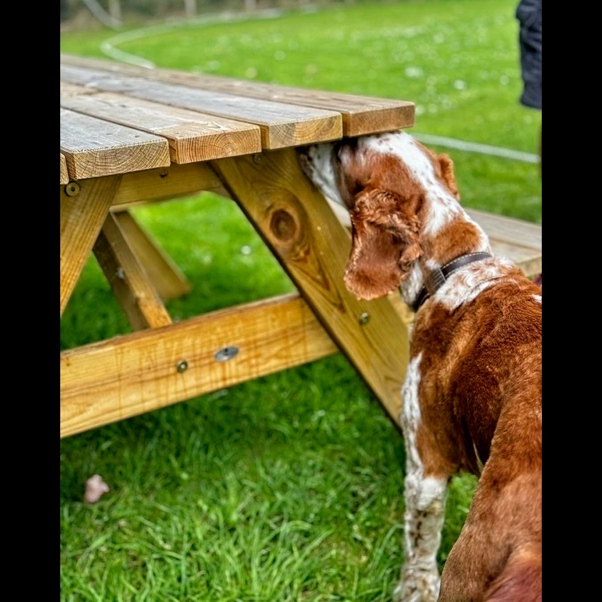 Sniff Scent Work Magazine